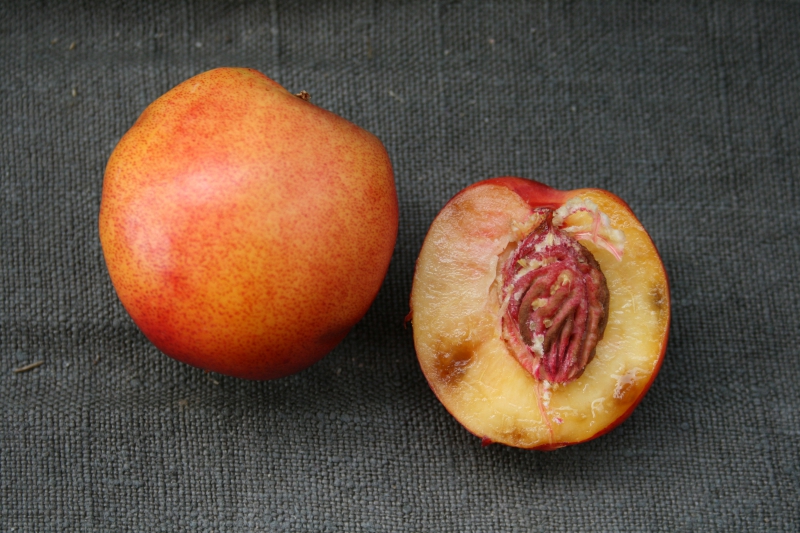 Nektarine - Biolandbaumschule Frank Wetzel