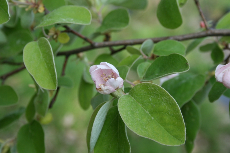 Quitte - Biolandbaumschule Frank Wetzel